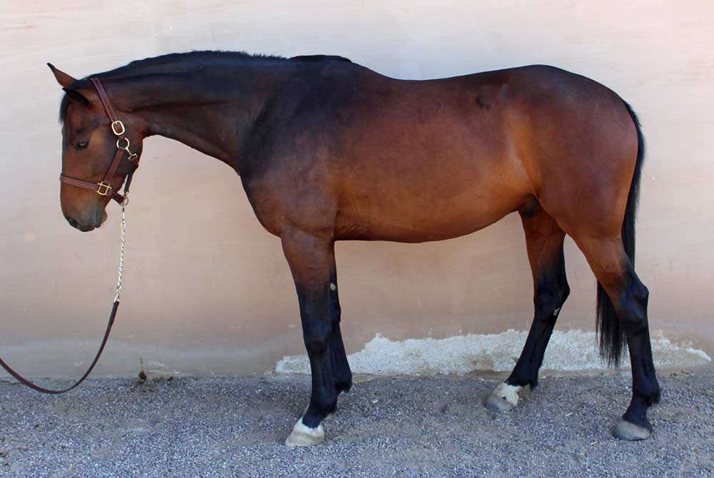 Bahooky RC - Rancho Corazon | Holsteiners