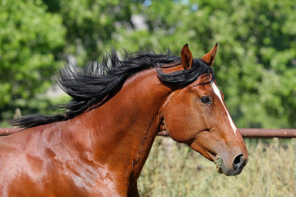 Emerald RC - Rancho Corazon | Holsteiners