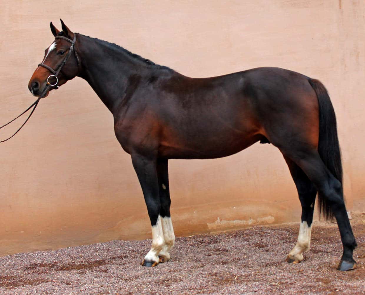 La Rocket RC - Rancho Corazon | Holsteiners